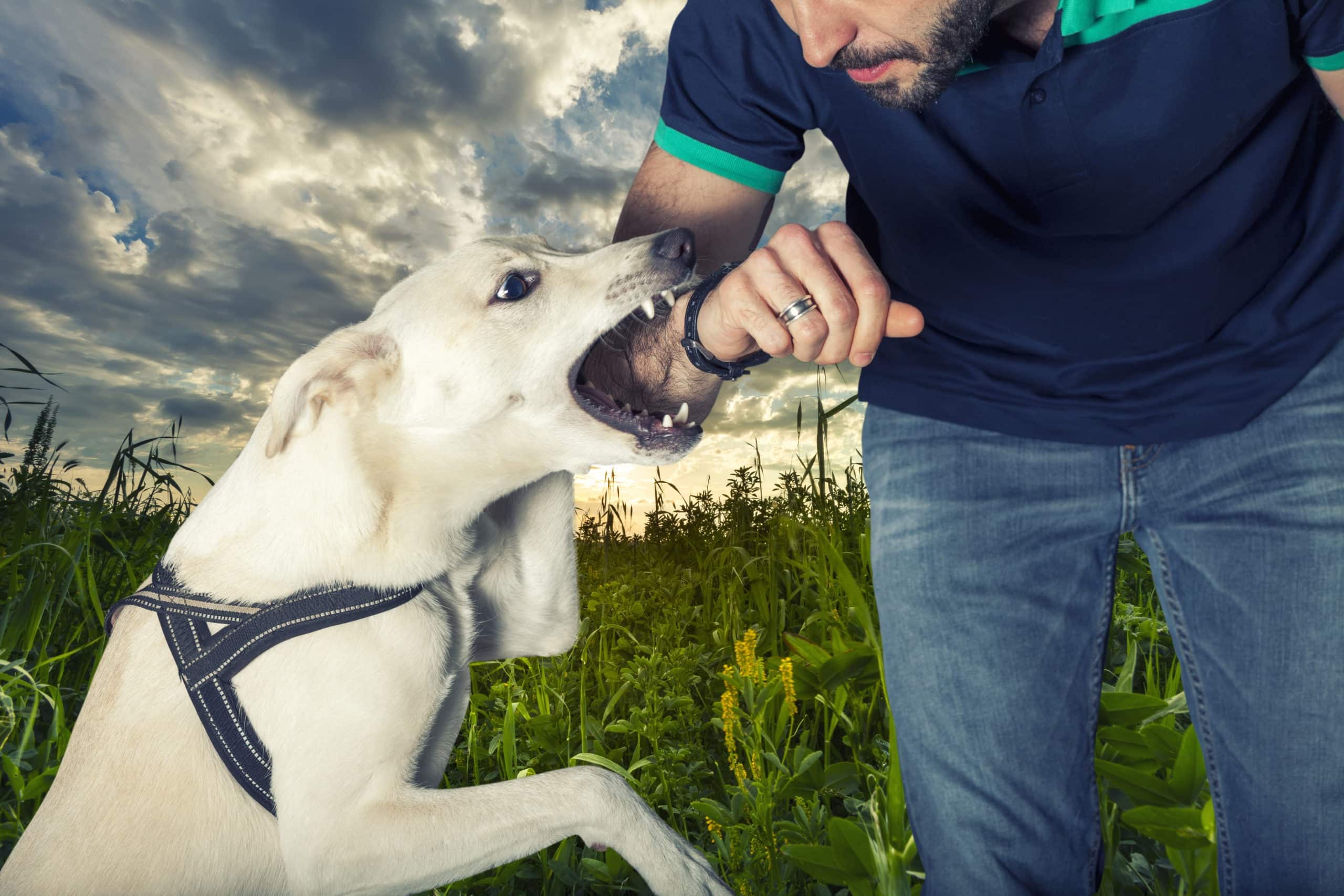 Dog Bite Lawyer In Alexandria | Isaacs & Isaacs