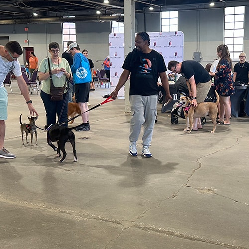 LOU ADOPTS! Mega Adoption Event 2024!